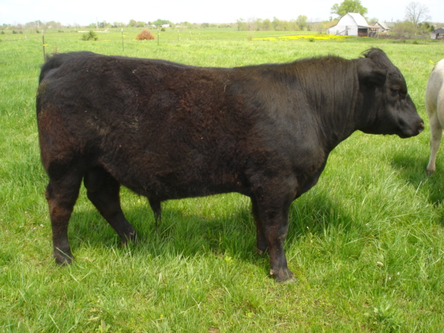 Old School Cattle - Available Bulls
